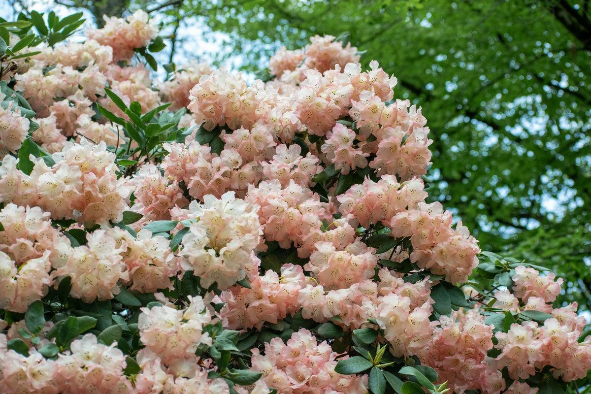 Onbekend maakt onbemind... De 'Rhododendron' – Tuinplantenloods