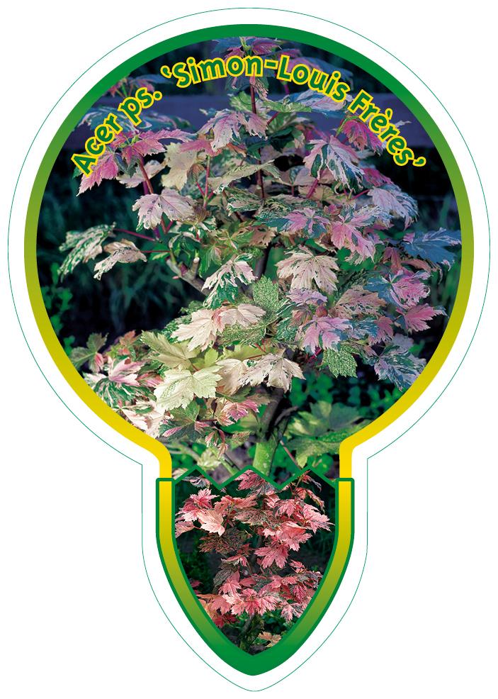 Acer pseudoplatanus 'Simon-Louis Frères' - Bontbladige Esdoorn op stam ...