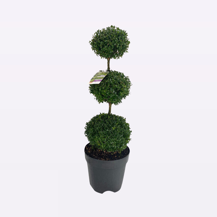 Buxus Sempervirens Triobol – Tuinplantenloods