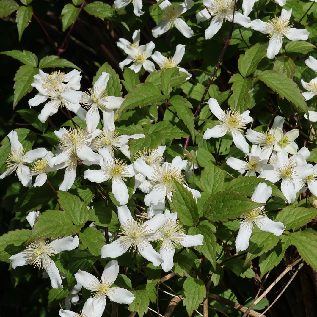 Clematis Montana 'Wilsonii' - Bosrank | Geurige Witte Bloemen ...