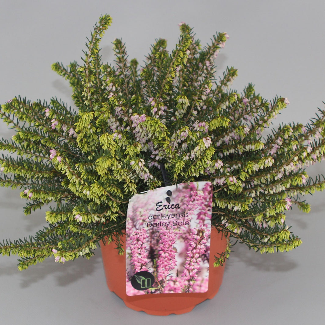 Erica darl. 'Darley Dale' - Winterheide Lila/Roze – Tuinplantenloods