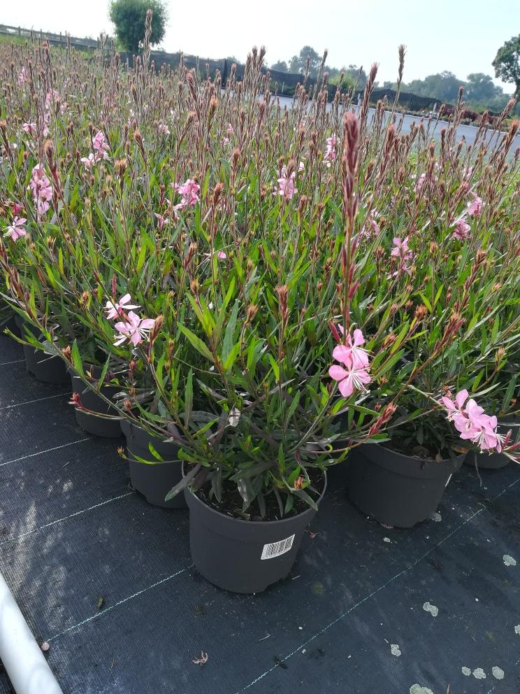 Gaura lindheimeri Graceful Pink - Prachtkaars - Zomerbloeier ...