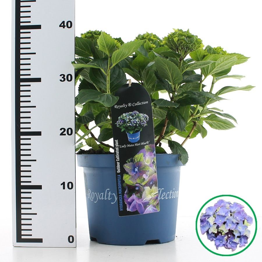 Hydrangea macrophylla 'Royalty Lady Mata Hari Blue' - Royalty Collecti ...