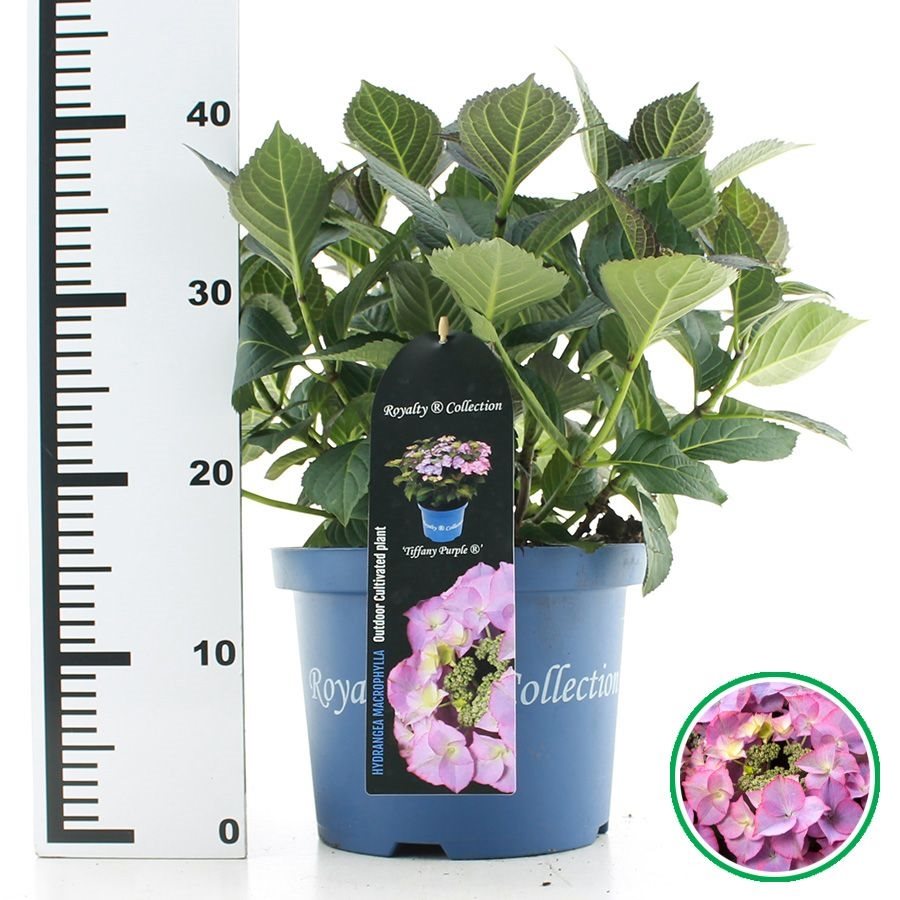 Hydrangea macrophylla 'Royalty Tiffany Purple' - Royalty Collection ...