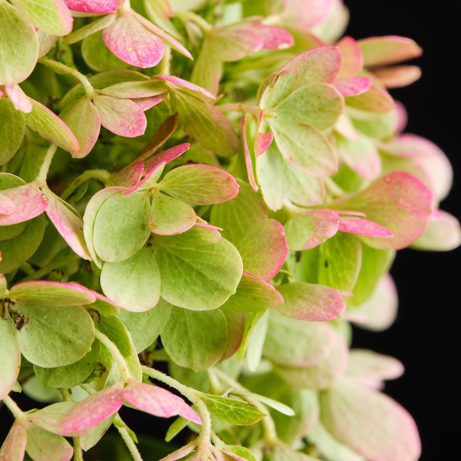 Hydrangea paniculata 'Magical Matterhorn' (pluimhortensia) | Struik ...