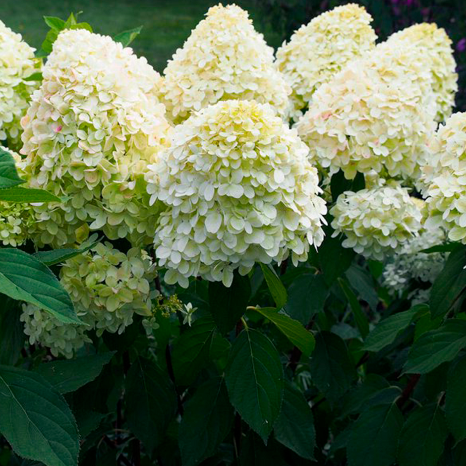 Hydrangea paniculata 'Magical Matterhorn' (pluimhortensia) | Struik ...