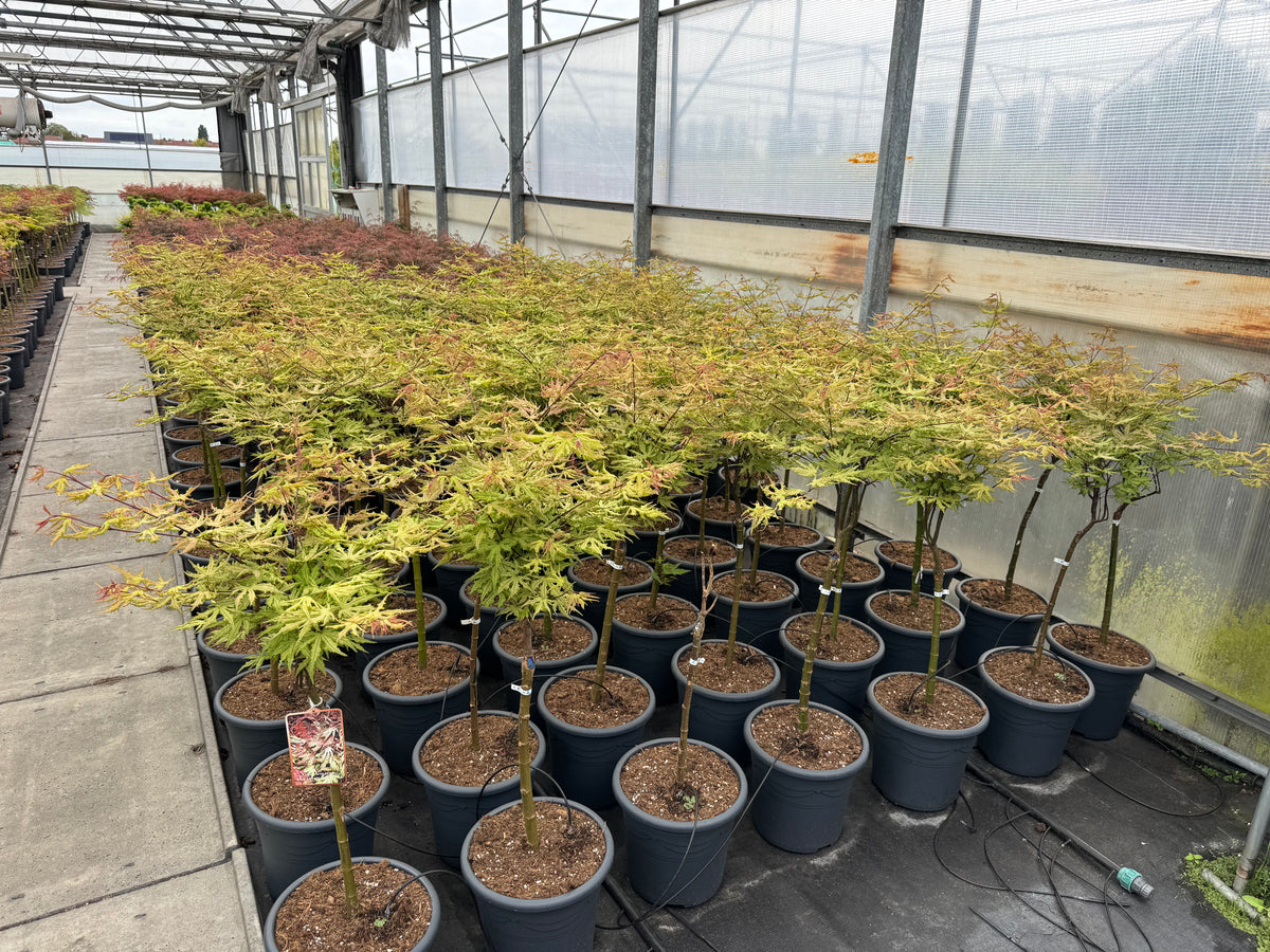 Acer palmatum ‘Aka-shigitatsu-sawa’ - Japanse esdoorn op stam ...