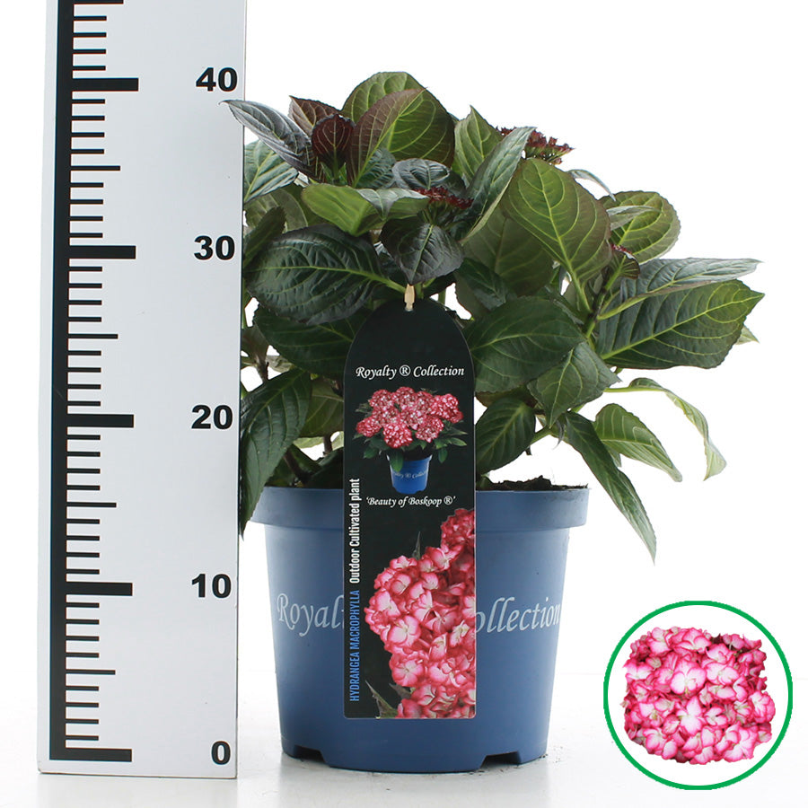 Hydrangea macrophylla 'Royalty Beauty of Boskoop' - Royalty Collection ...