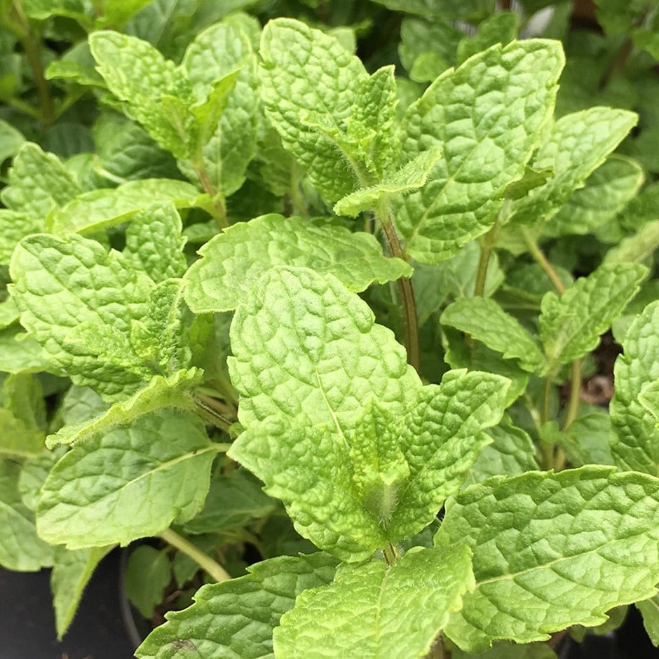 Mentha spicata 'Moroccan' - Marokkaanse munt – Tuinplantenloods