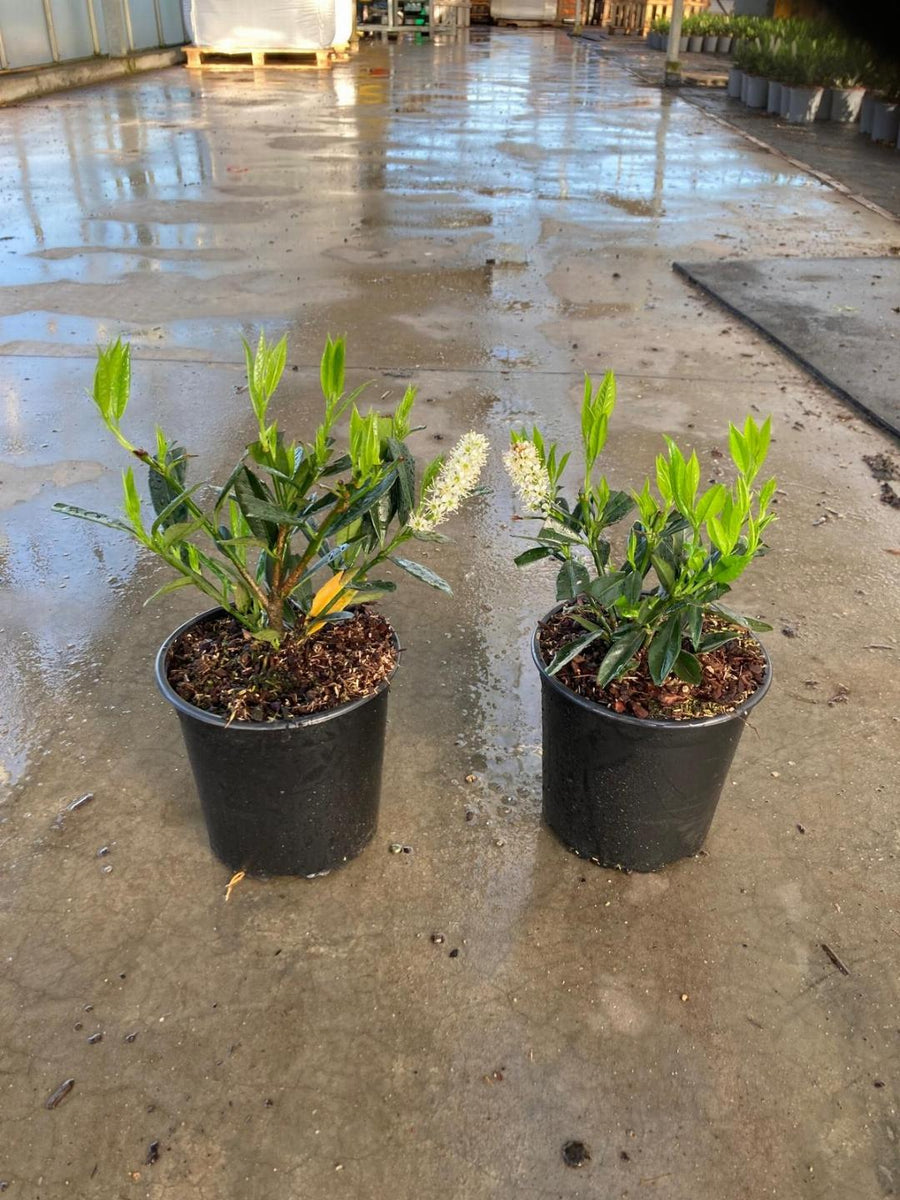 Prunus laurocerasus 'Otto Luyken' in pot - Laurier – Tuinplantenloods