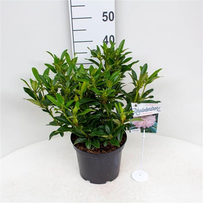 Rhododendron (AC) 'Cunningham's Blush' – Tuinplantenloods