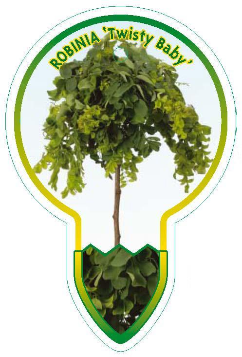 Robinia pseudoacacia 'Lace Lady' - Krulacacia op stam – Tuinplantenloods