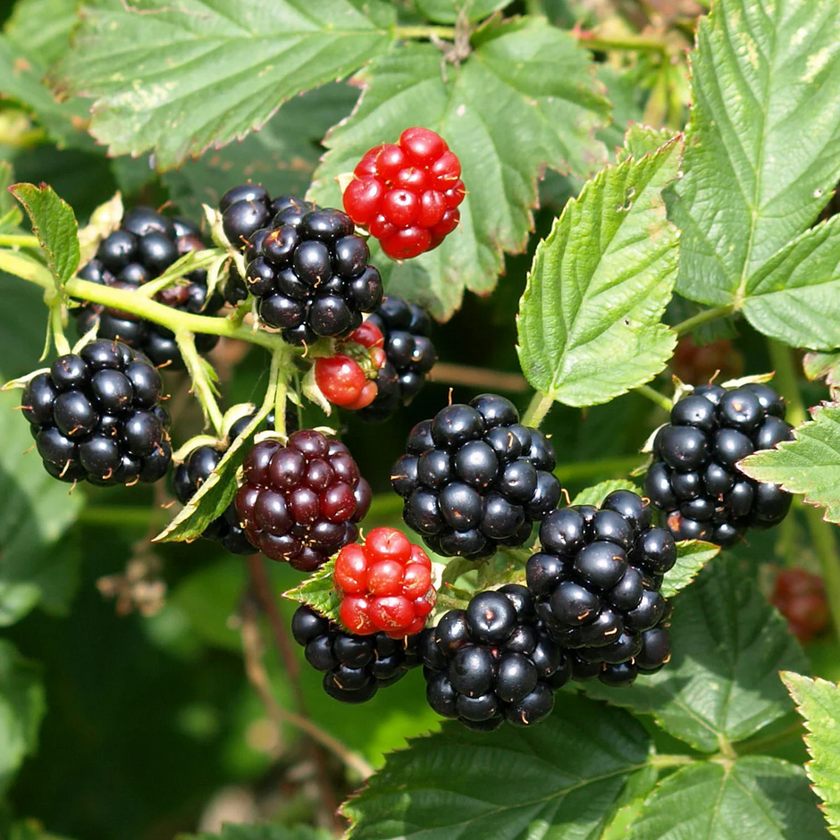 Rubus fruticosus - Gewone braam - Haagelement – Tuinplantenloods