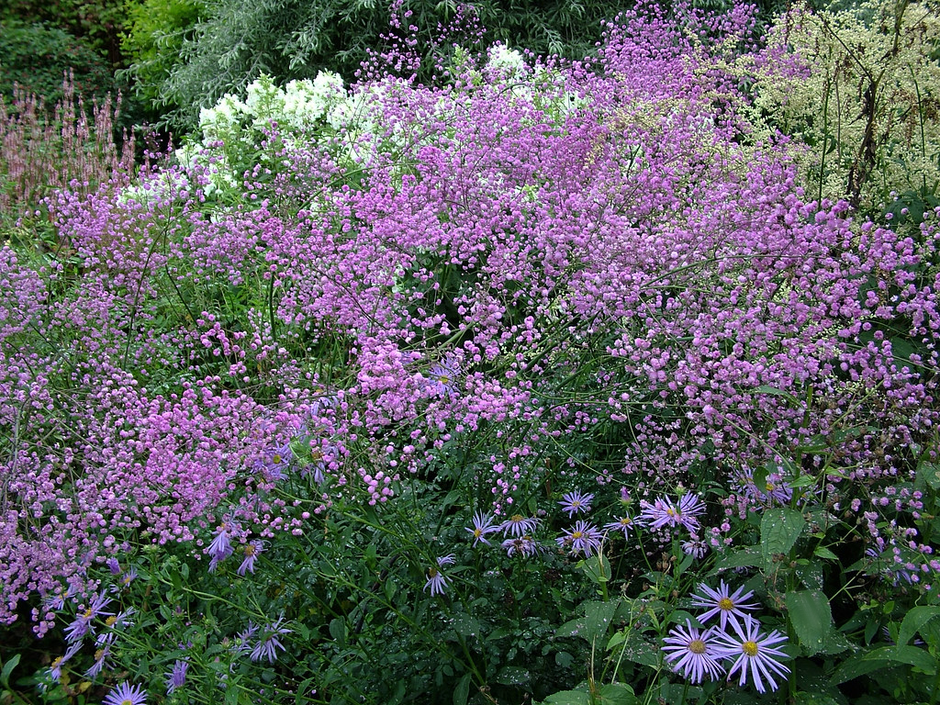 Thalictrum delavayi 'Hewitt's Double' (roze ruit) | Vaste plant kopen ...