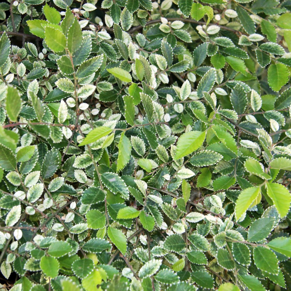 Ulmus parvifolia 'Geisha' (chinese iep op stam) | Boom kopen ...