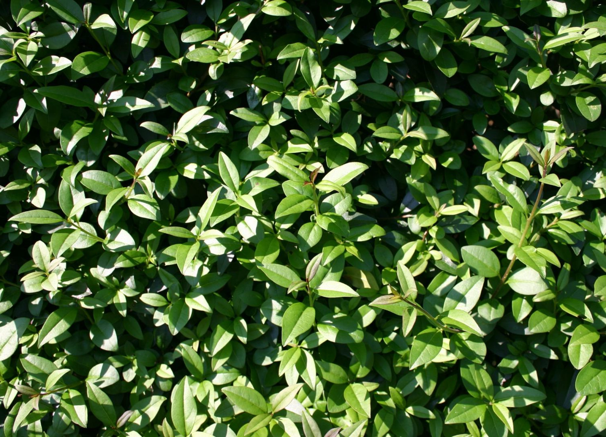 Ligustrum vulgare 'Atrovirens' Haagplant met Kluit voor Tuinprivacy ...