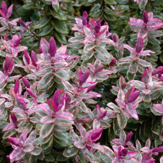 Hebe 'Red Edge' - Struikveronica – Tuinplantenloods