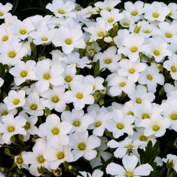 Arenaria montana 'Summer White Compact' - Wintersteenplant ...