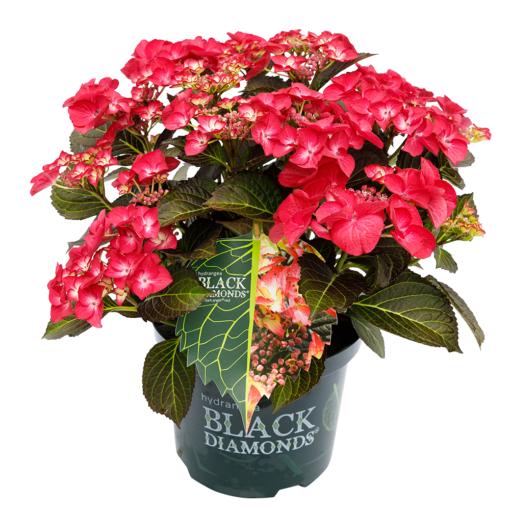 Hydrangea macr. Dark Angel® Red - Black Diamonds® Collection ...