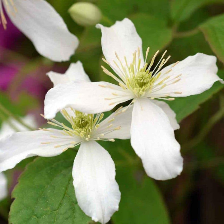 Clematis Montana 'Wilsonii' - Bosrank | Geurige Witte Bloemen ...