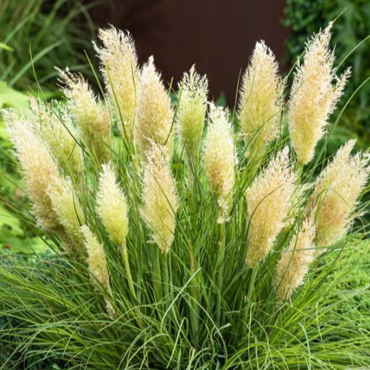 Cortaderia selloana 'Tiny Pampa' - Mini Pampasgras – Tuinplantenloods