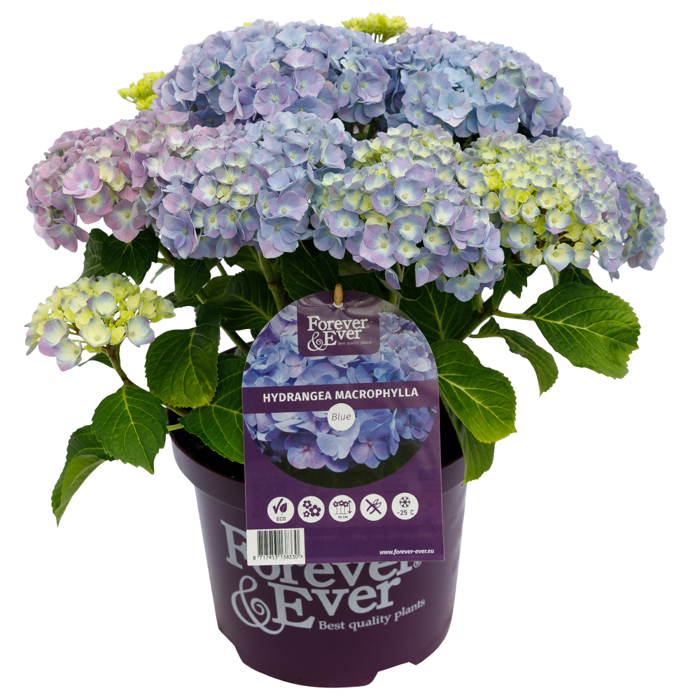 Hydrangea macrophylla 'Forever & Ever'® - Blauw – Tuinplantenloods