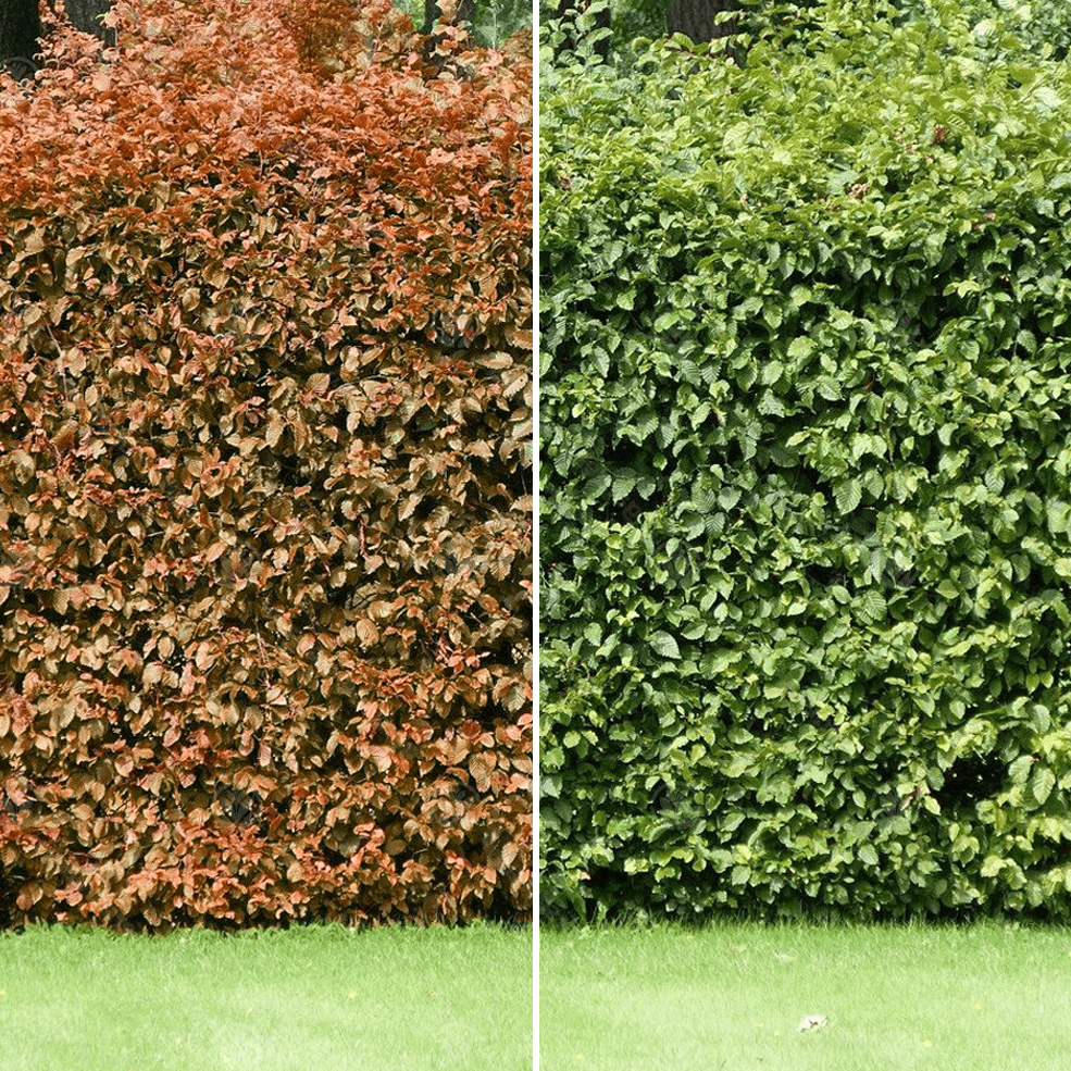 Goedkope Haag met bundelvoordeel? Groene beukenhaag blote wortel pakket ...