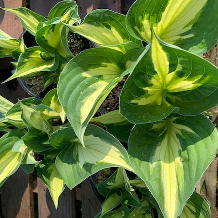 Hosta 'Colored Hulk' - Hartlelie (Pakket van 10) – Tuinplantenloods
