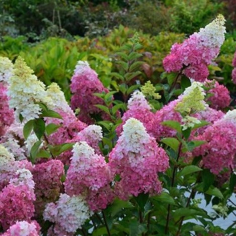 Hydrangea paniculata 'Sundae Fraise' - Pluimhortensia – Tuinplantenloods