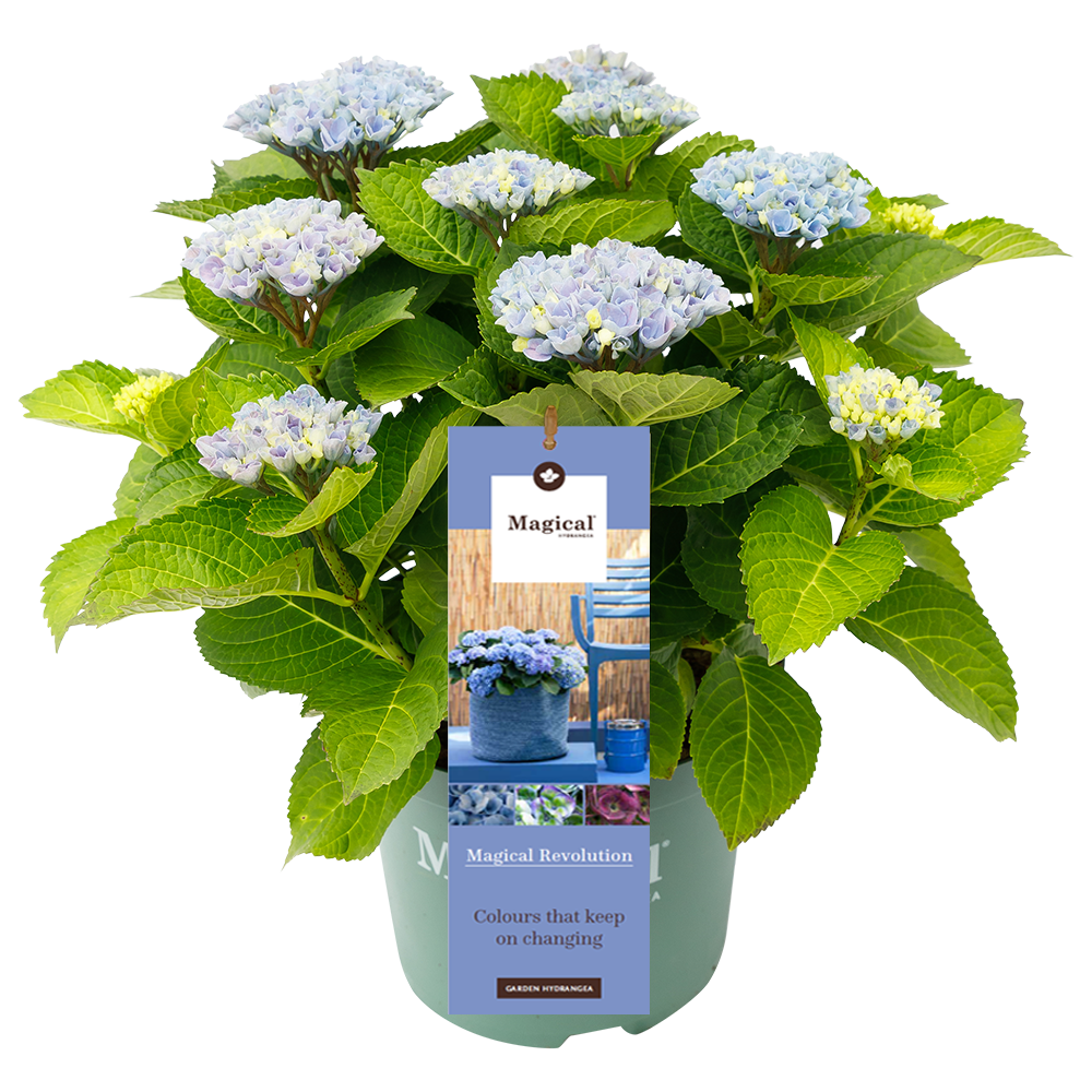 Hydrangea Magical Revolution Blue - Magical Hydrangea® – Tuinplantenloods