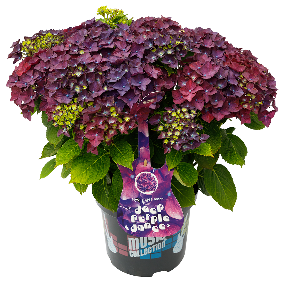 Hydrangea macrophylla 'Deep Purple Dance' - Music Collection ...