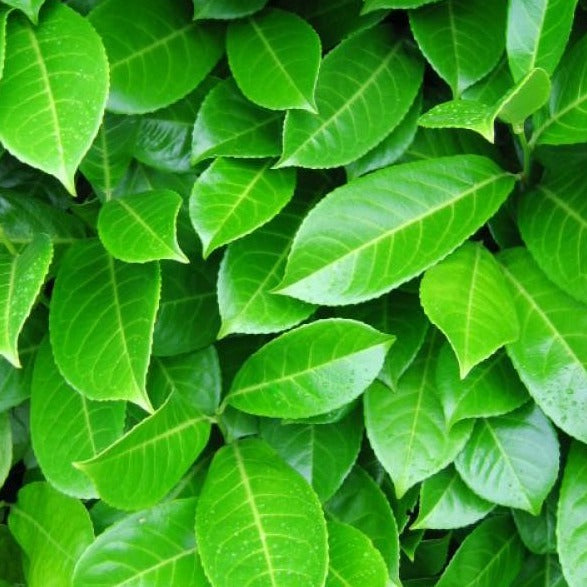 Prunus laur. Rotundifolia - Laurierhaag – Tuinplantenloods