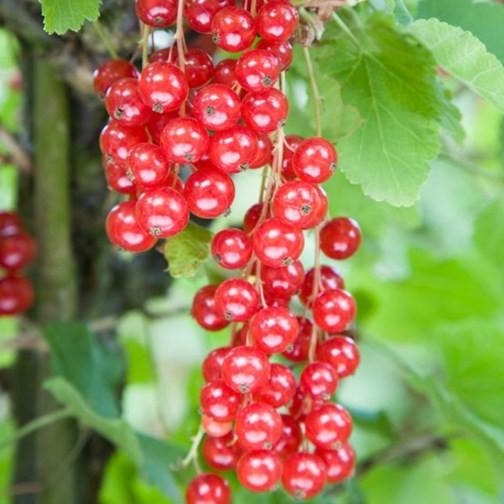 Ribes rubrum (red) Rovada - Rode bes – Tuinplantenloods