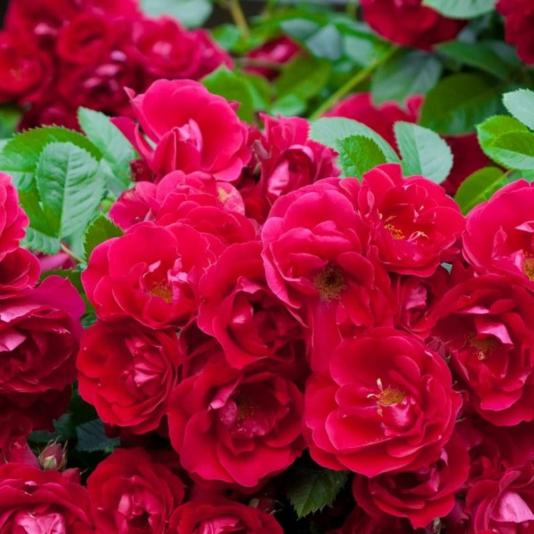 Rosa (P) 'Rote The Fairy' - Trosroos – Tuinplantenloods